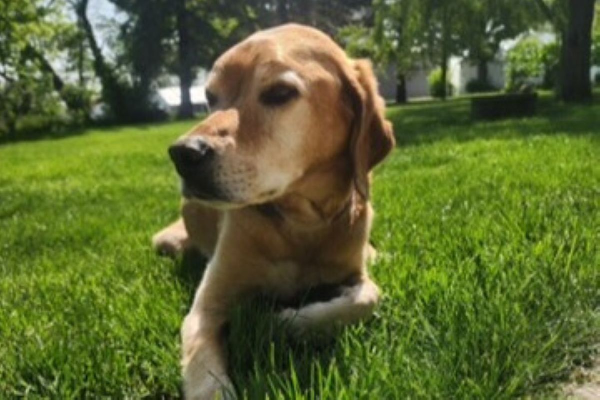 About - Custom Windows Plus